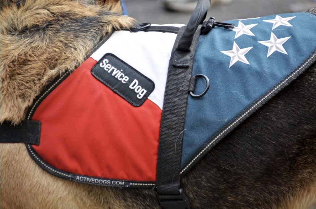 Is Costco Dog Friendly Pet Policy AisleofShame Is Costco Dog Friendly Pet Policy AisleofShame