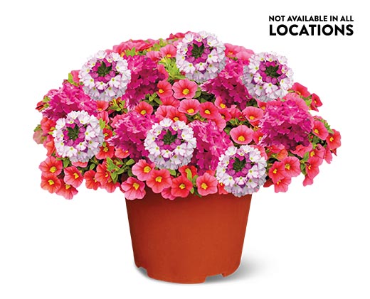 Your Visual Guide to This Week's Aldi Must-Haves: Unveiling the Best ...